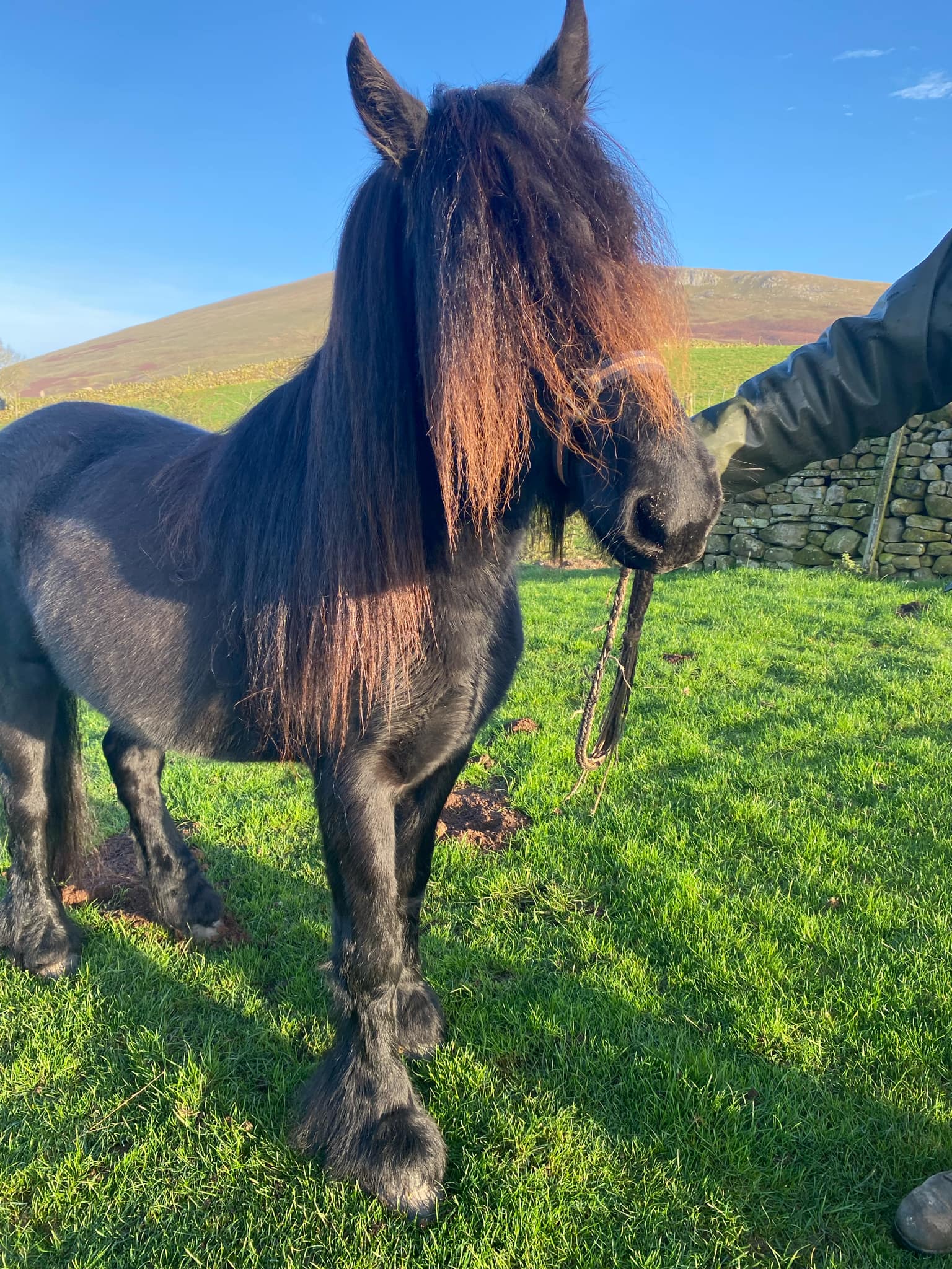 The Fell Pony Society * Sales List