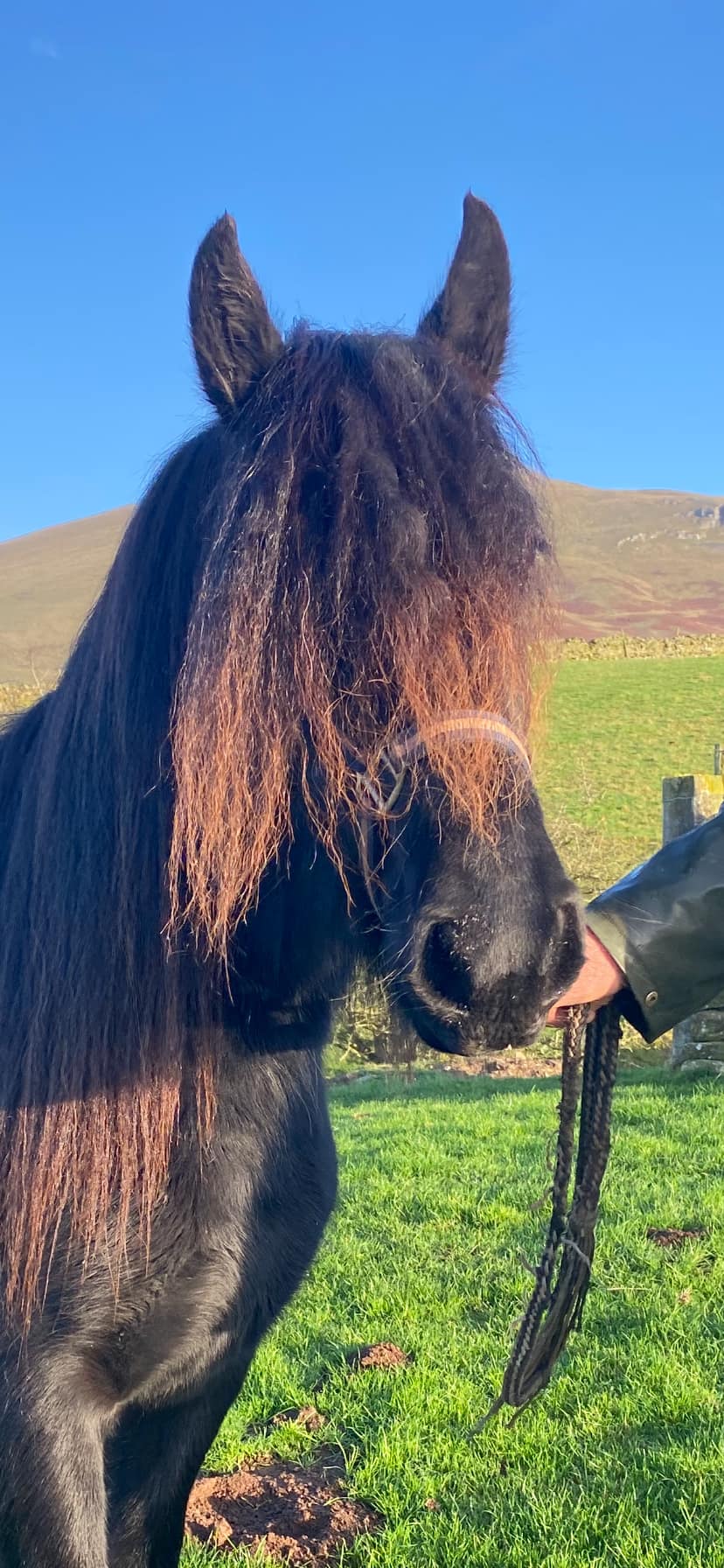 The Fell Pony Society * Sales List