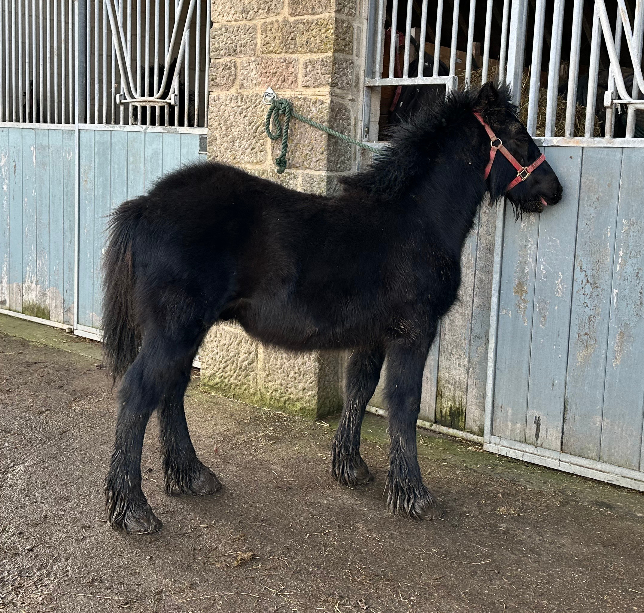 The Fell Pony Society * Sales List