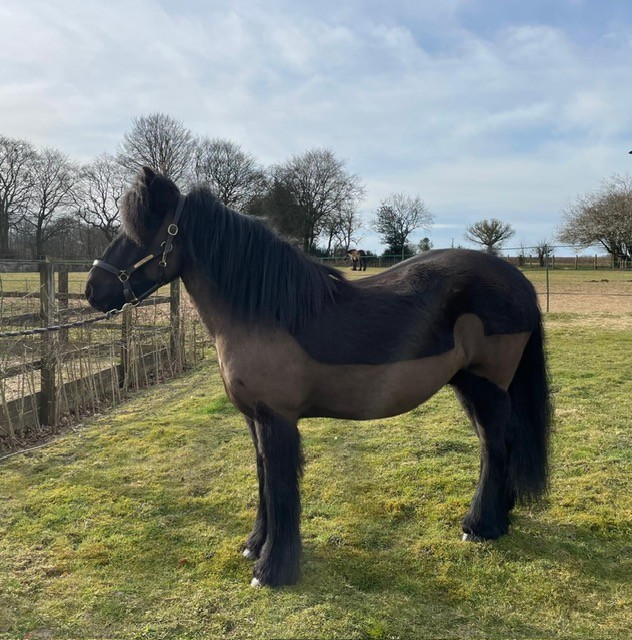 The Fell Pony Society * Sales List