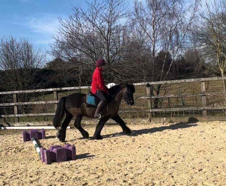 The Fell Pony Society * Sales List